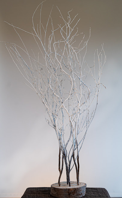 White Willow Stand – Wicklow Foliage Farm