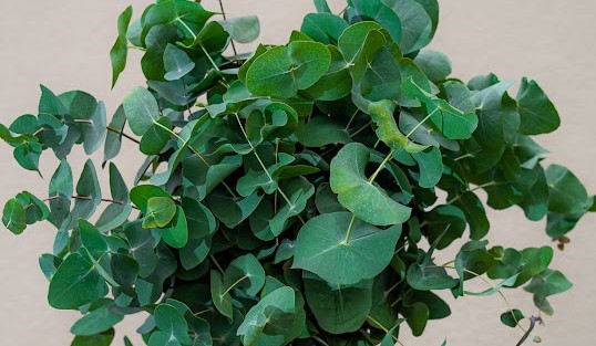 perriniana-1 – Wicklow Foliage Farm
